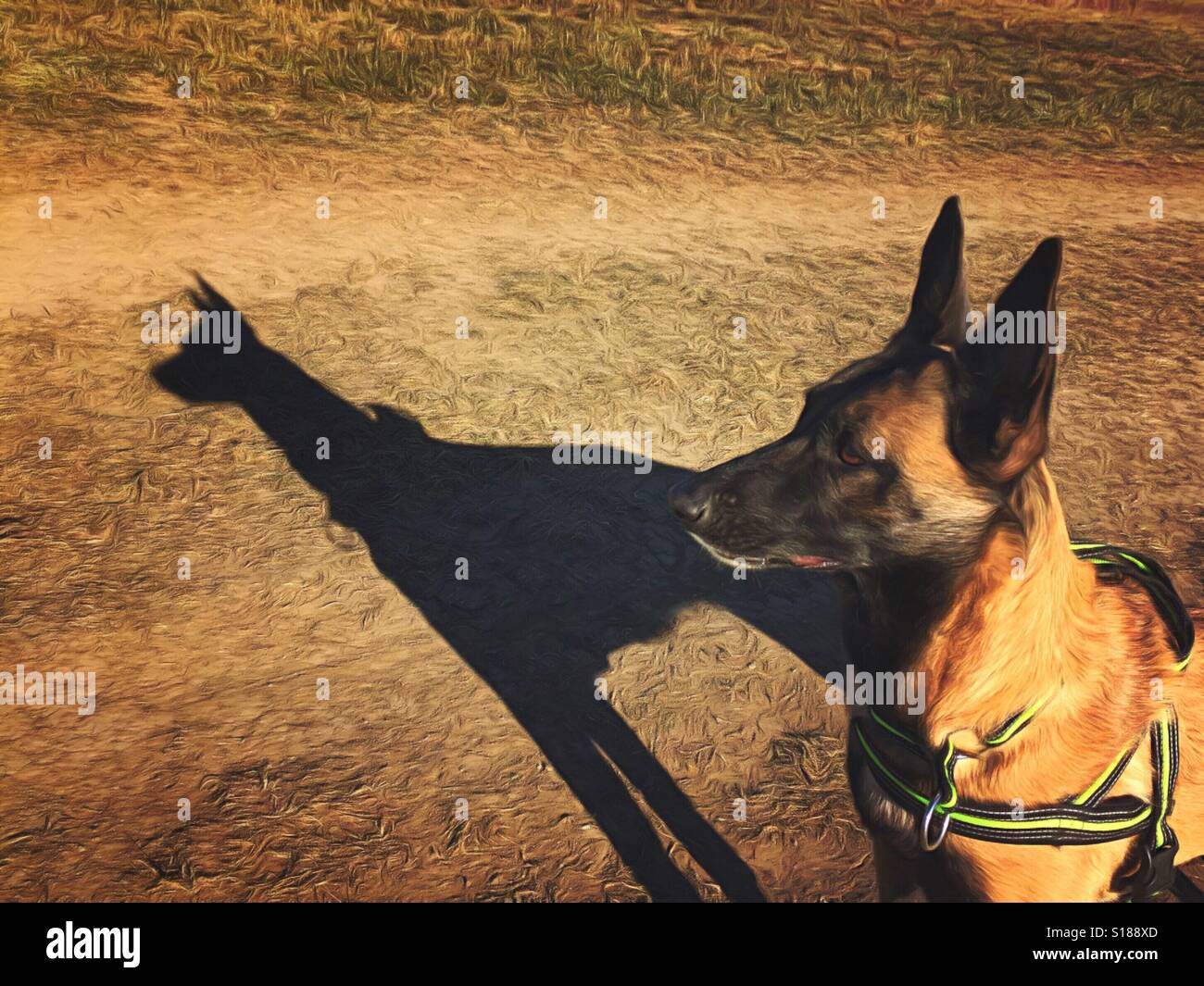 Belgian Shepherd dog and its shadow Stock Photo - Alamy