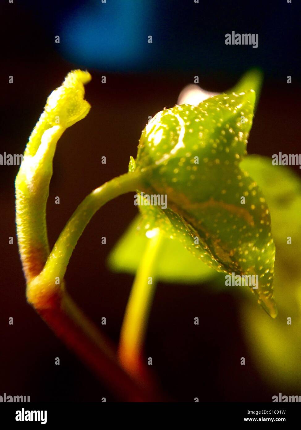 Growing ivy hi-res stock photography and images - Alamy