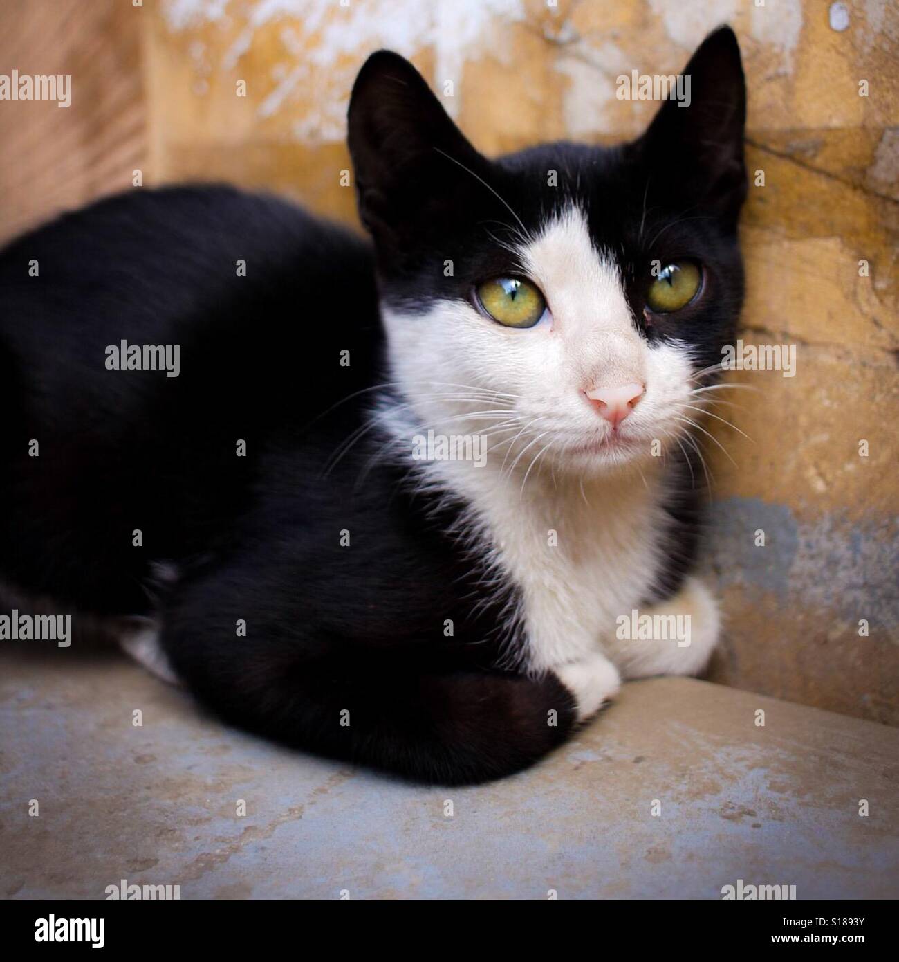 Street cairo hi-res stock photography and images - Alamy