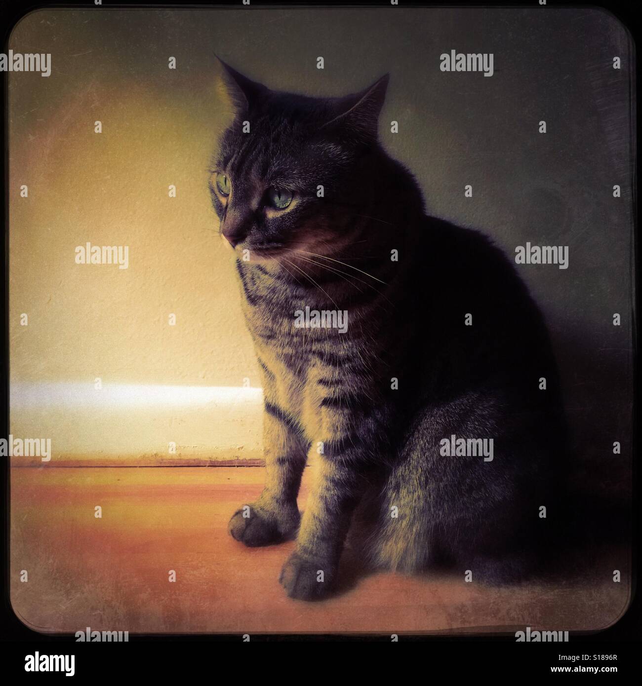 Brooding eyes hi-res stock photography and images - Alamy