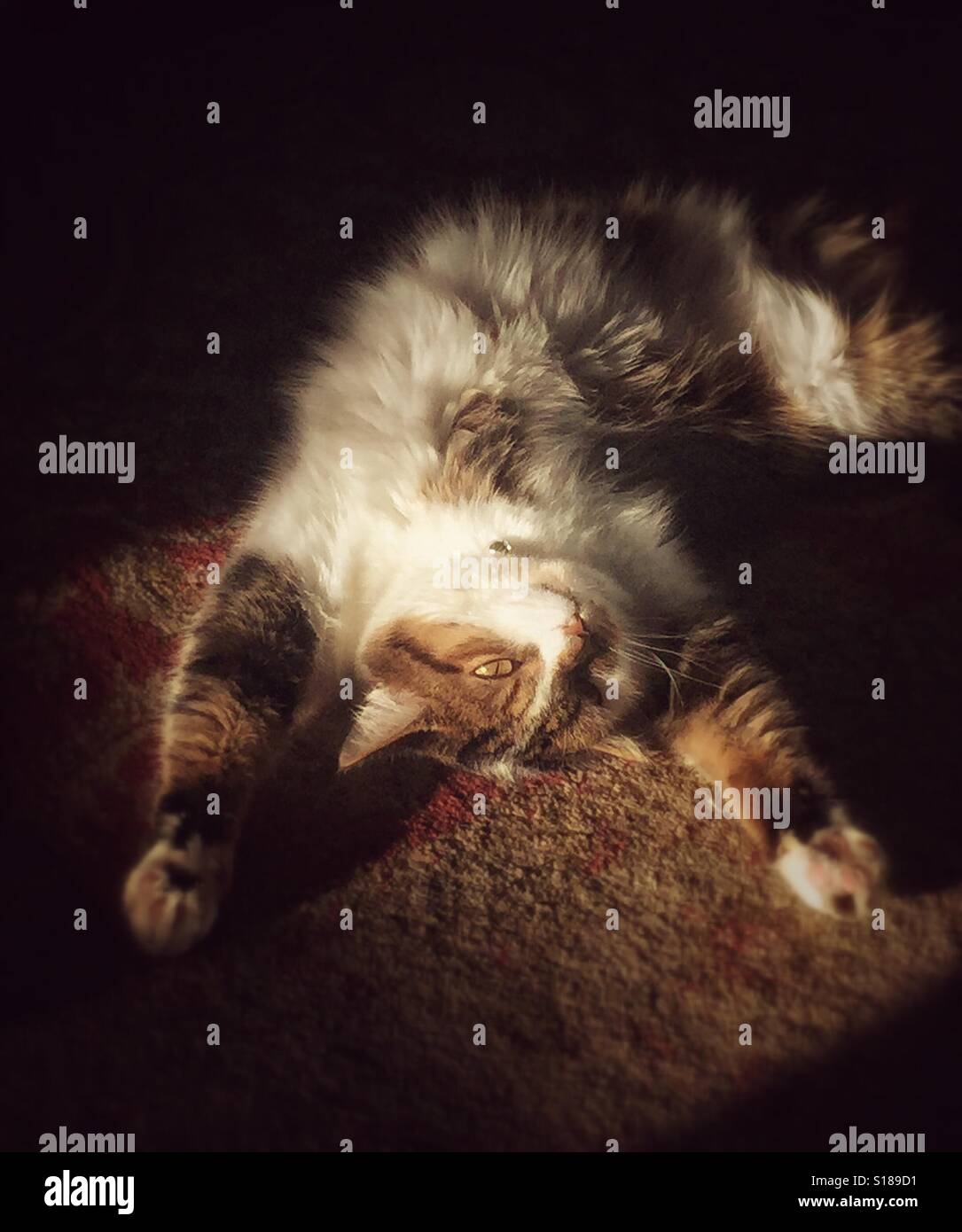 Cat Paws Up High Resolution Stock Photography and Images - Alamy