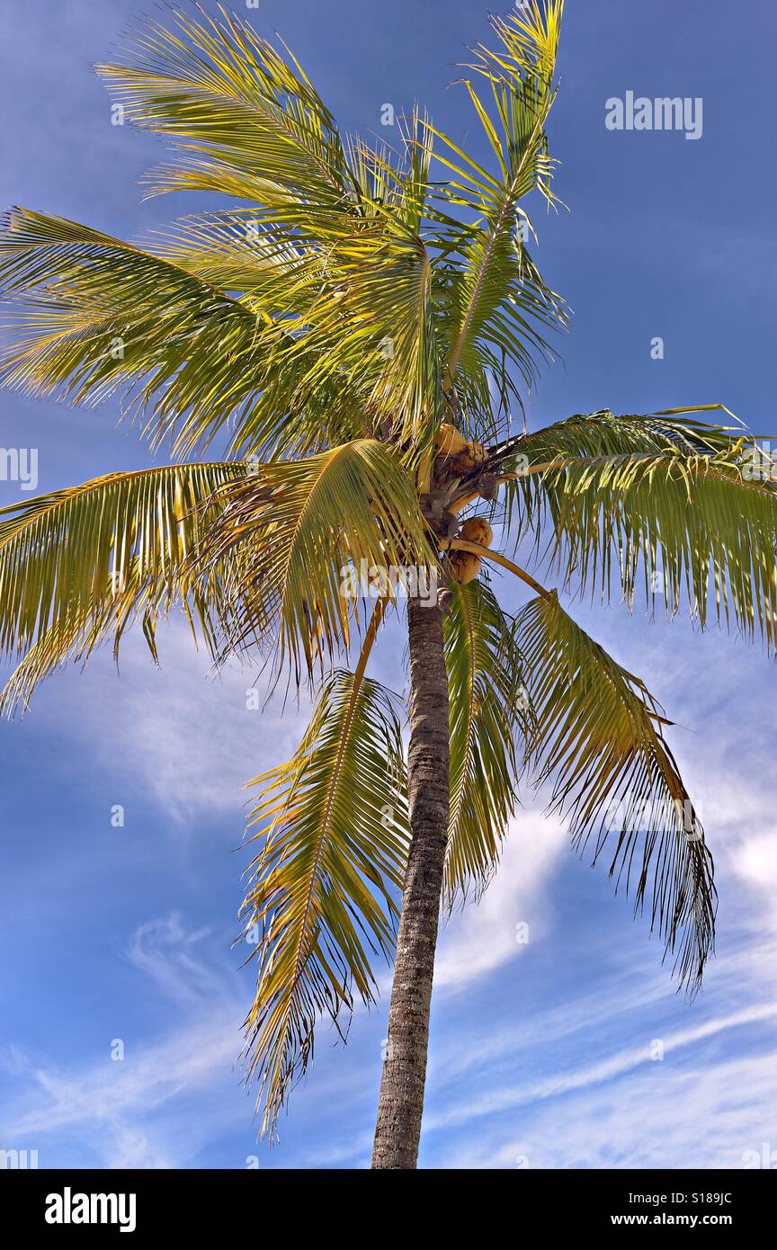 Lone palm tree hi-res stock photography and images - Alamy