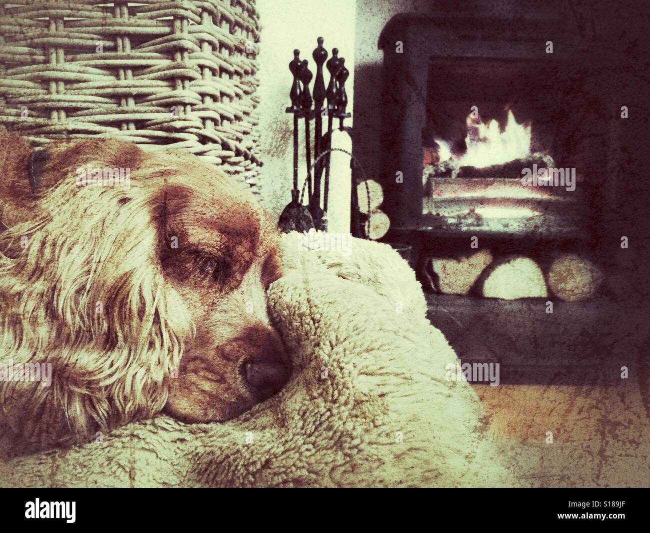 Dog by the fire hi-res stock photography and images - Alamy