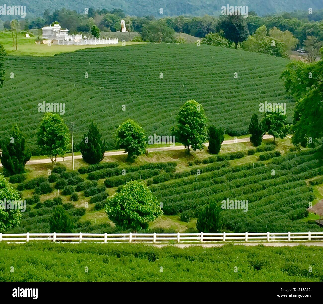 Chiang rai tea hi-res stock photography and images - Alamy