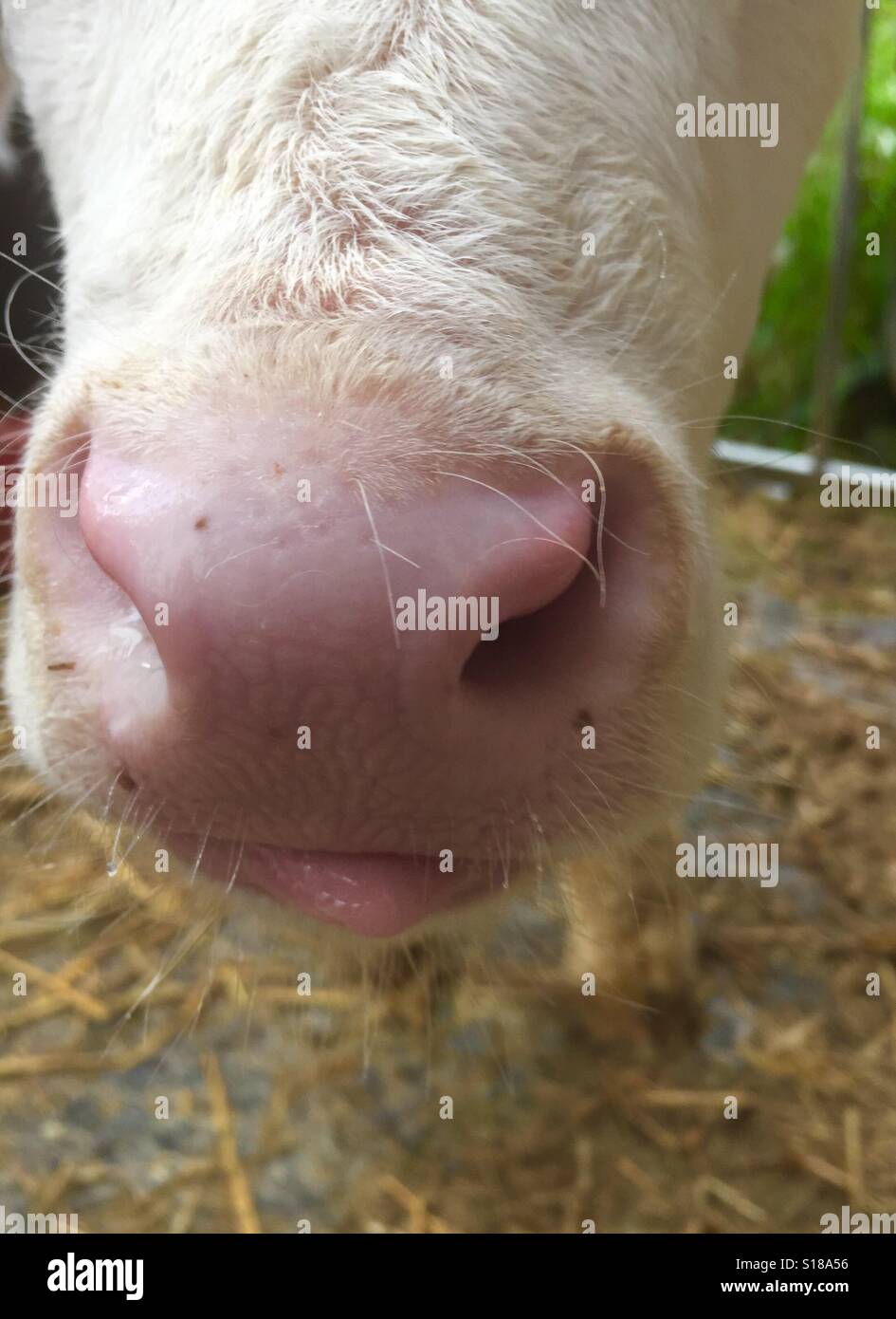 Mouth and tongue hi-res stock photography and images - Alamy