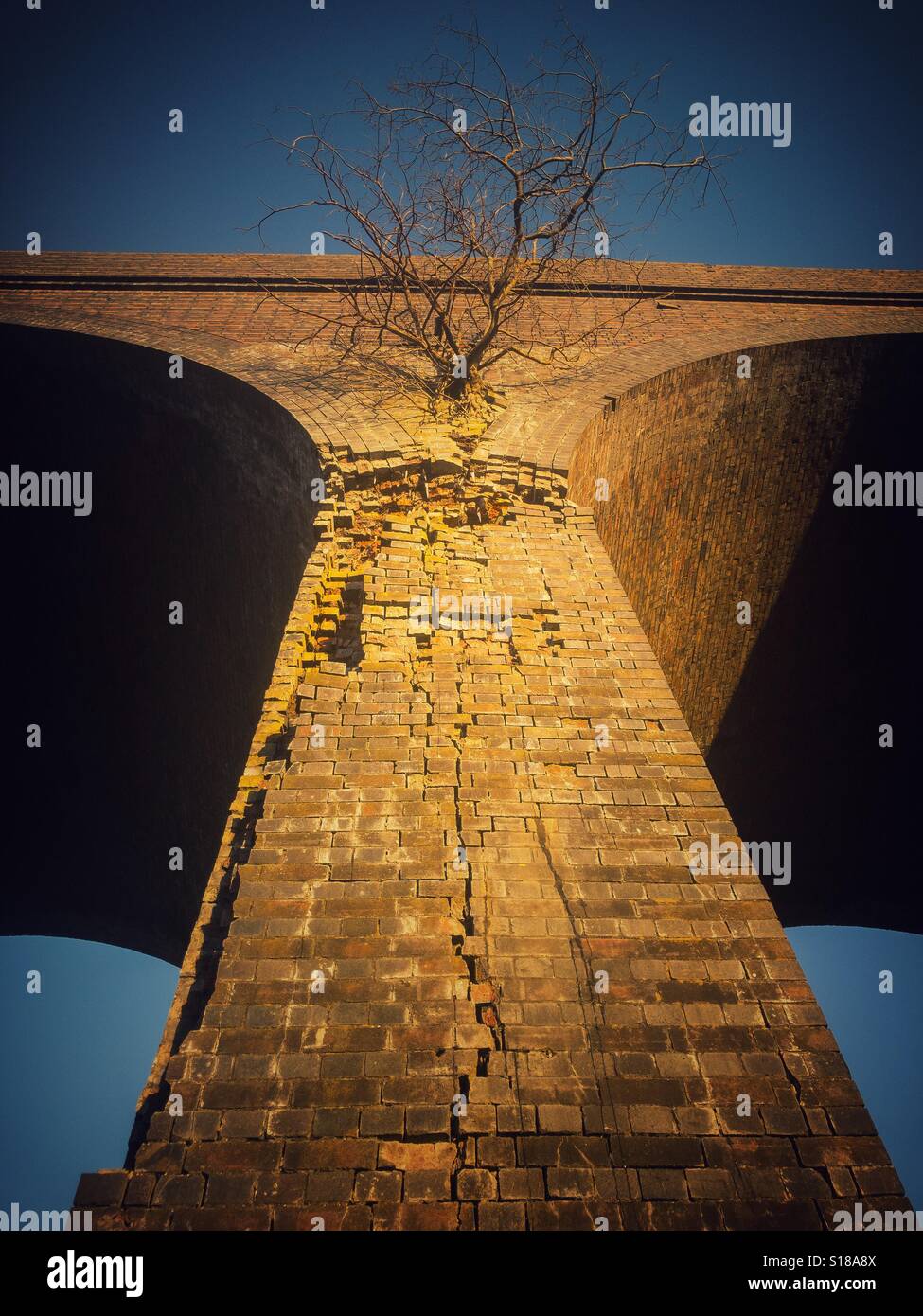Tree growing in an impossible position, half way up a brick structure ...