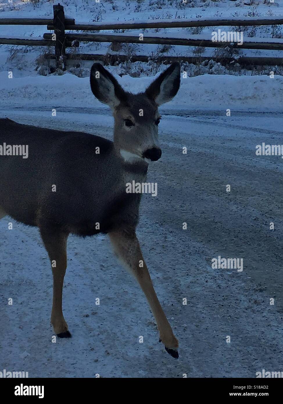 Buck and rail fence hi-res stock photography and images - Alamy