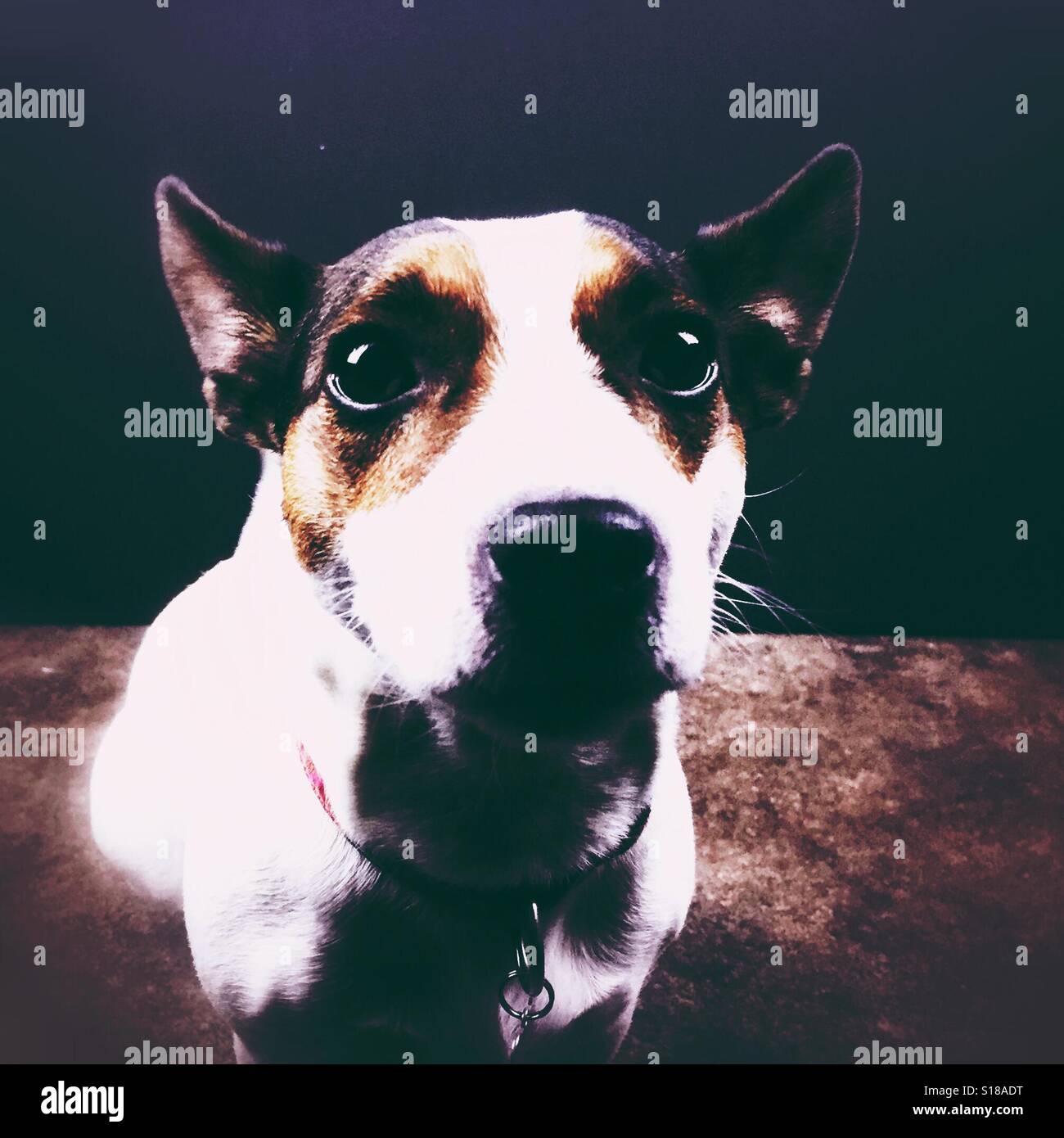 Serious jack russell terrier hi-res stock photography and images - Alamy