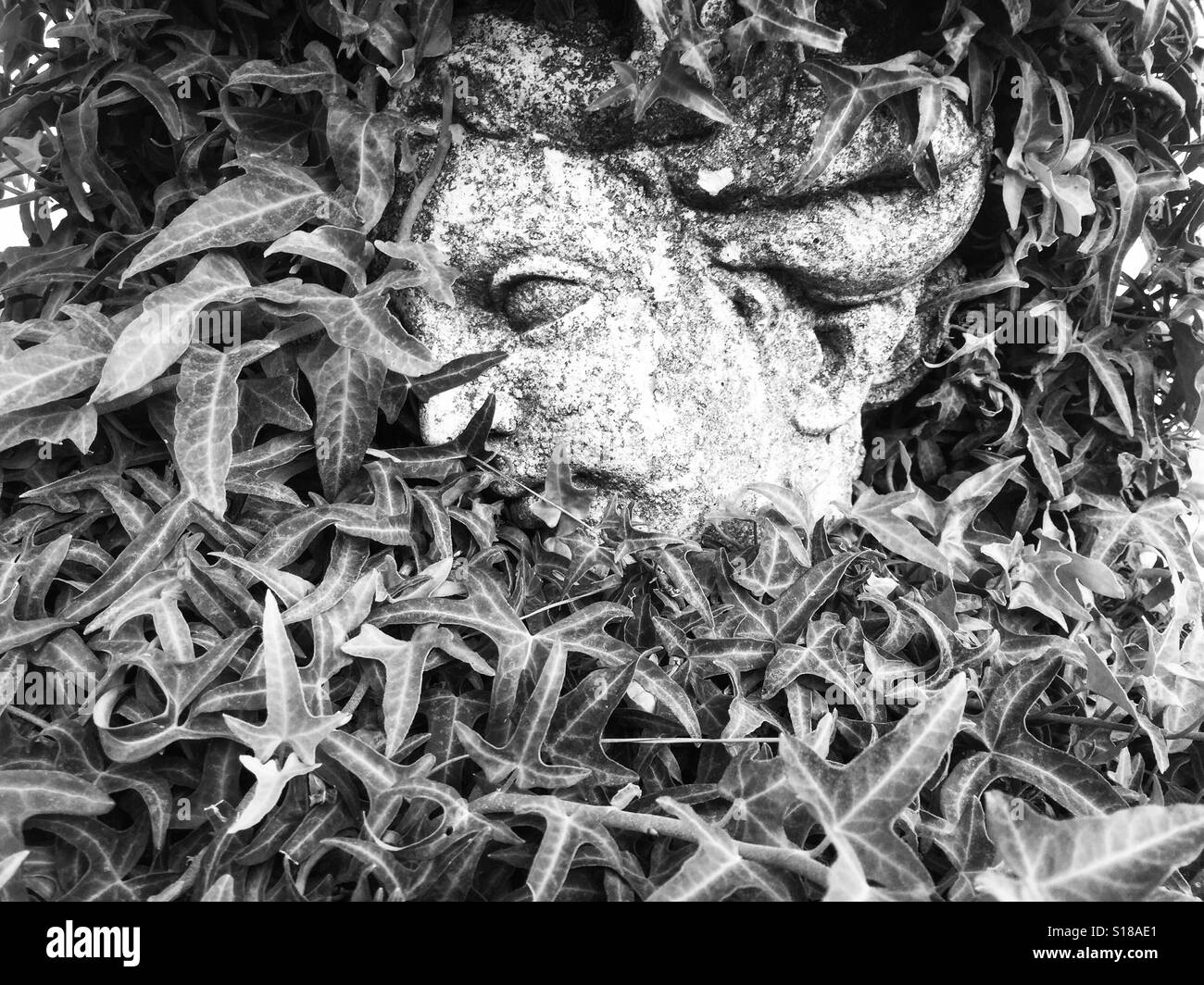 Covered in vines Black and White Stock Photos & Images - Alamy