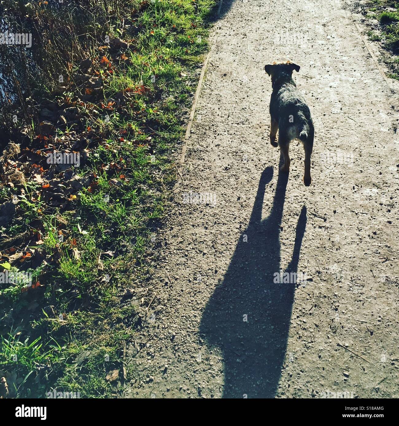 Backlit dog hi-res stock photography and images - Alamy