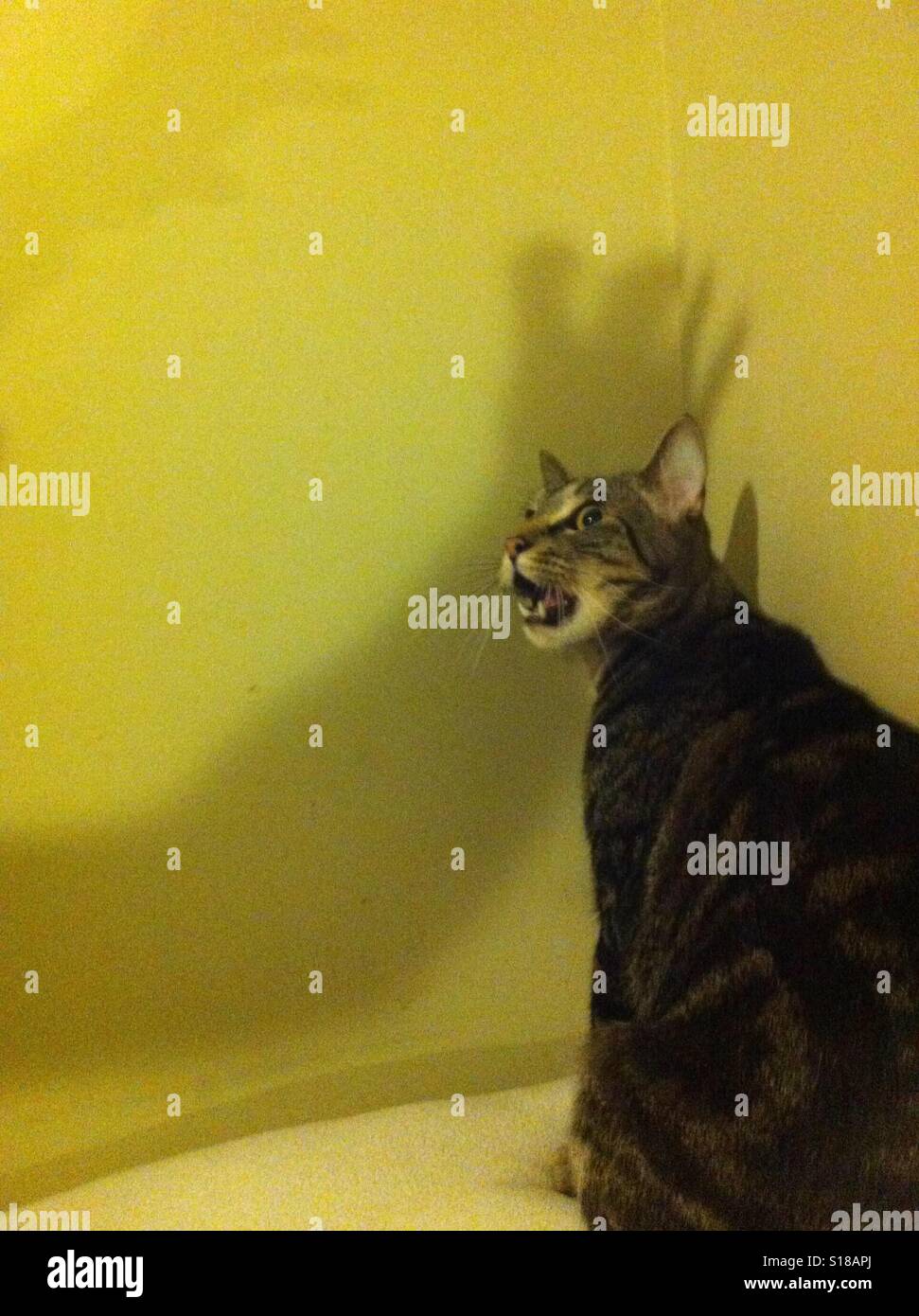 Pet kitty hi-res stock photography and images - Alamy