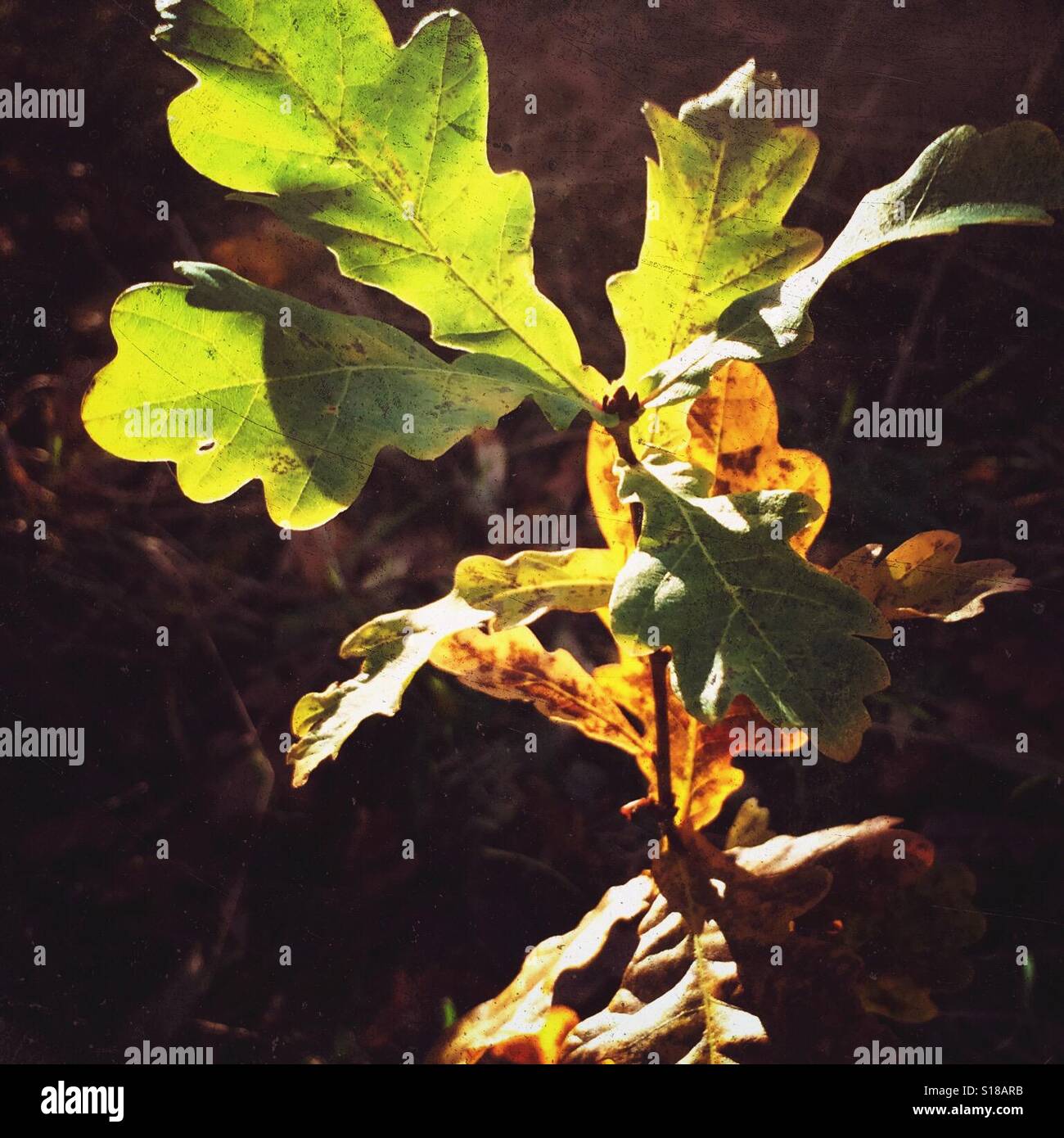 Oak sapling hi-res stock photography and images - Alamy