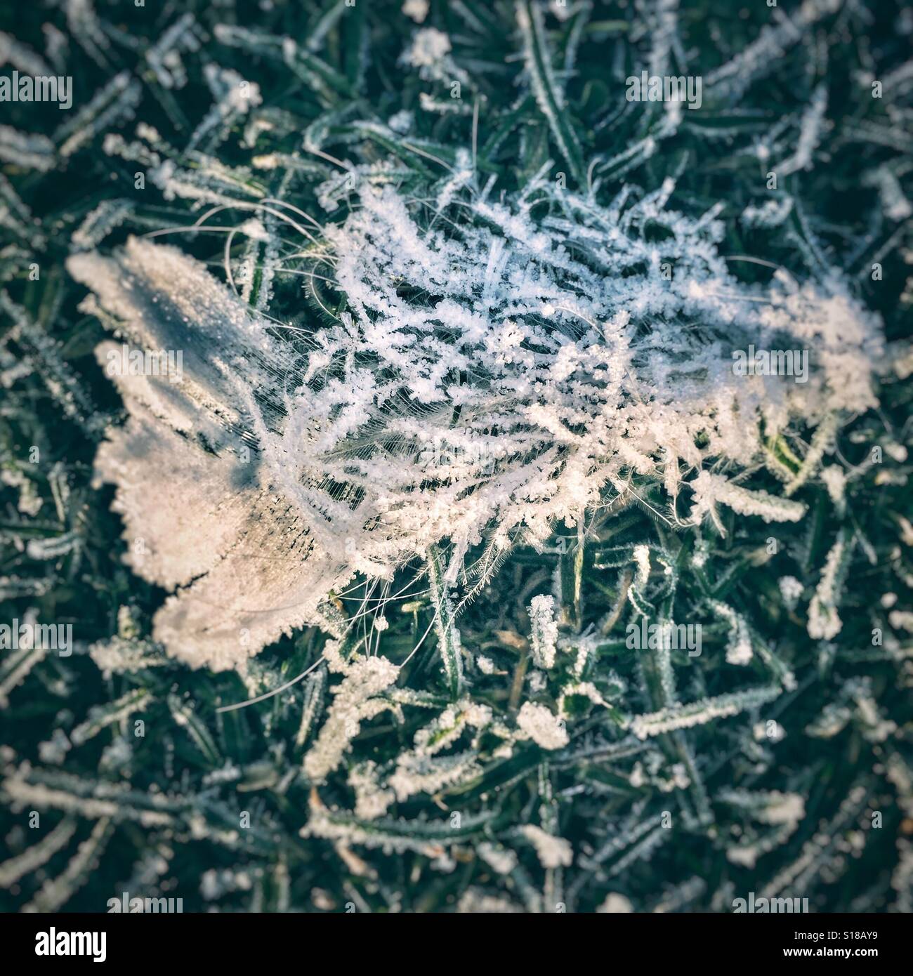 Frosty feather hi-res stock photography and images - Alamy