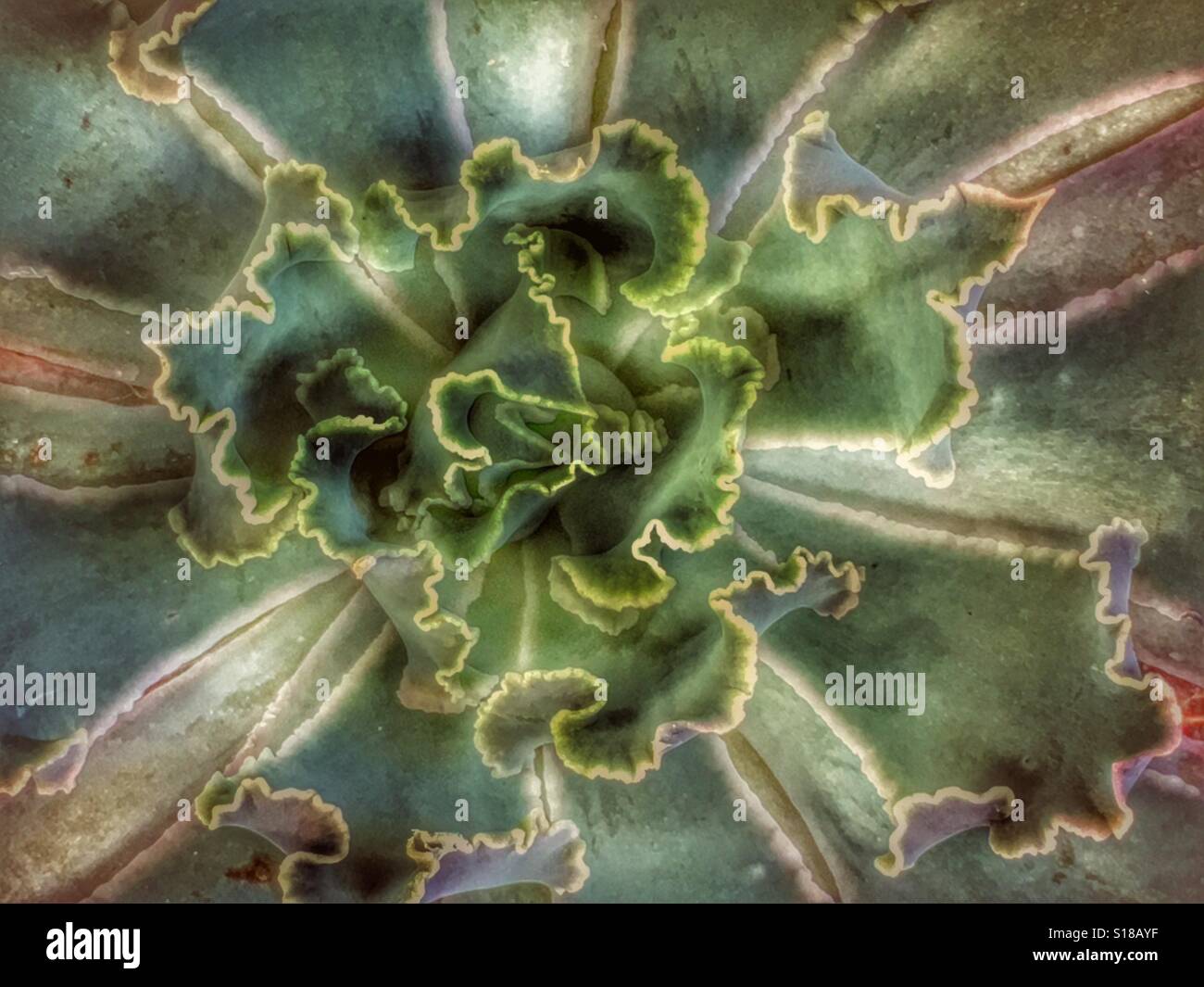 Succulent, from above Stock Photo - Alamy