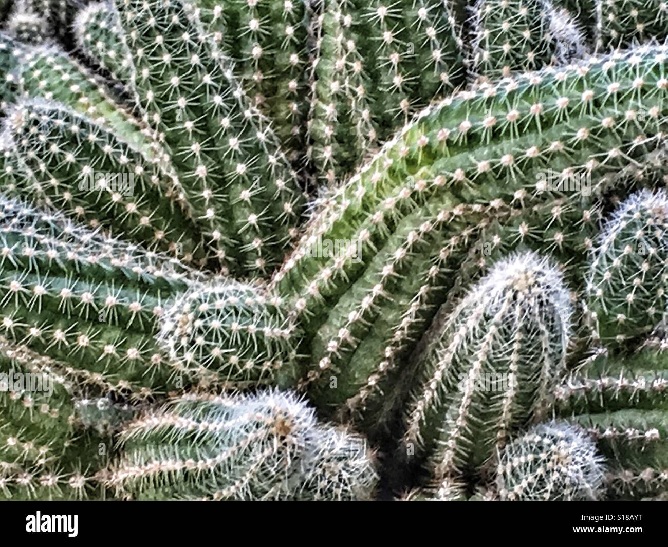 Green sharp point cactus hi-res stock photography and images - Alamy