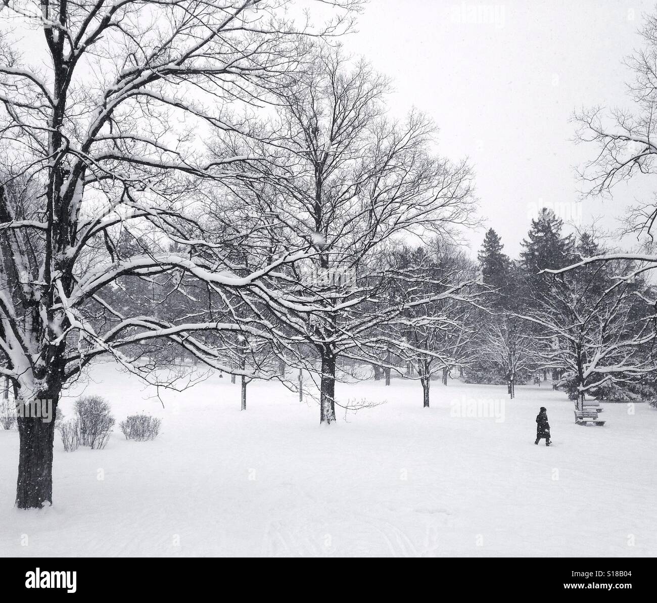 Snowy Park