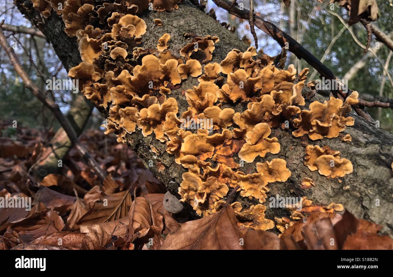 Golden yellow fungus hi-res stock photography and images - Alamy