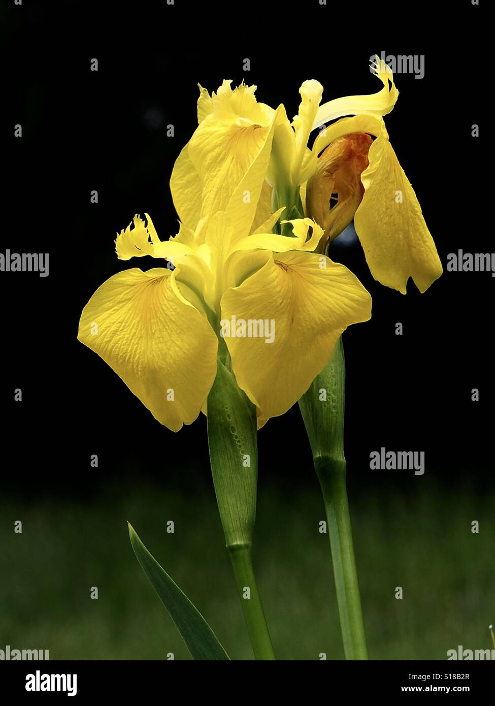 British native flag iris hi-res stock photography and images - Alamy