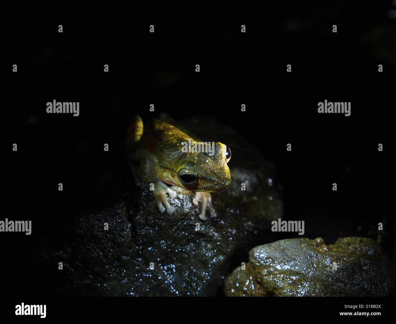 Rainforest frog hi-res stock photography and images - Alamy