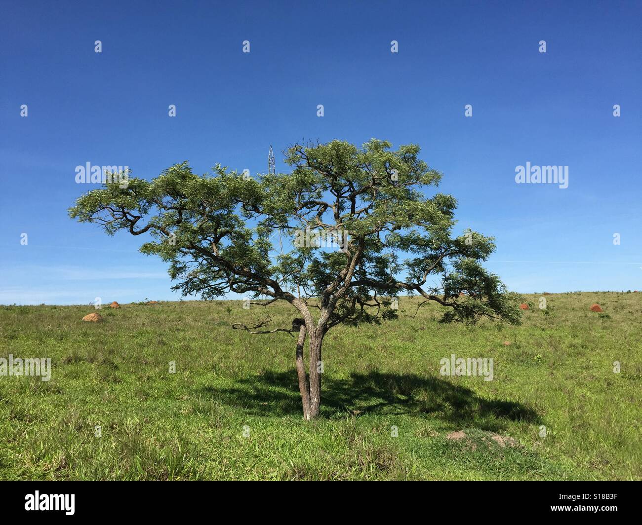 Lonesome tree hi-res stock photography and images - Alamy
