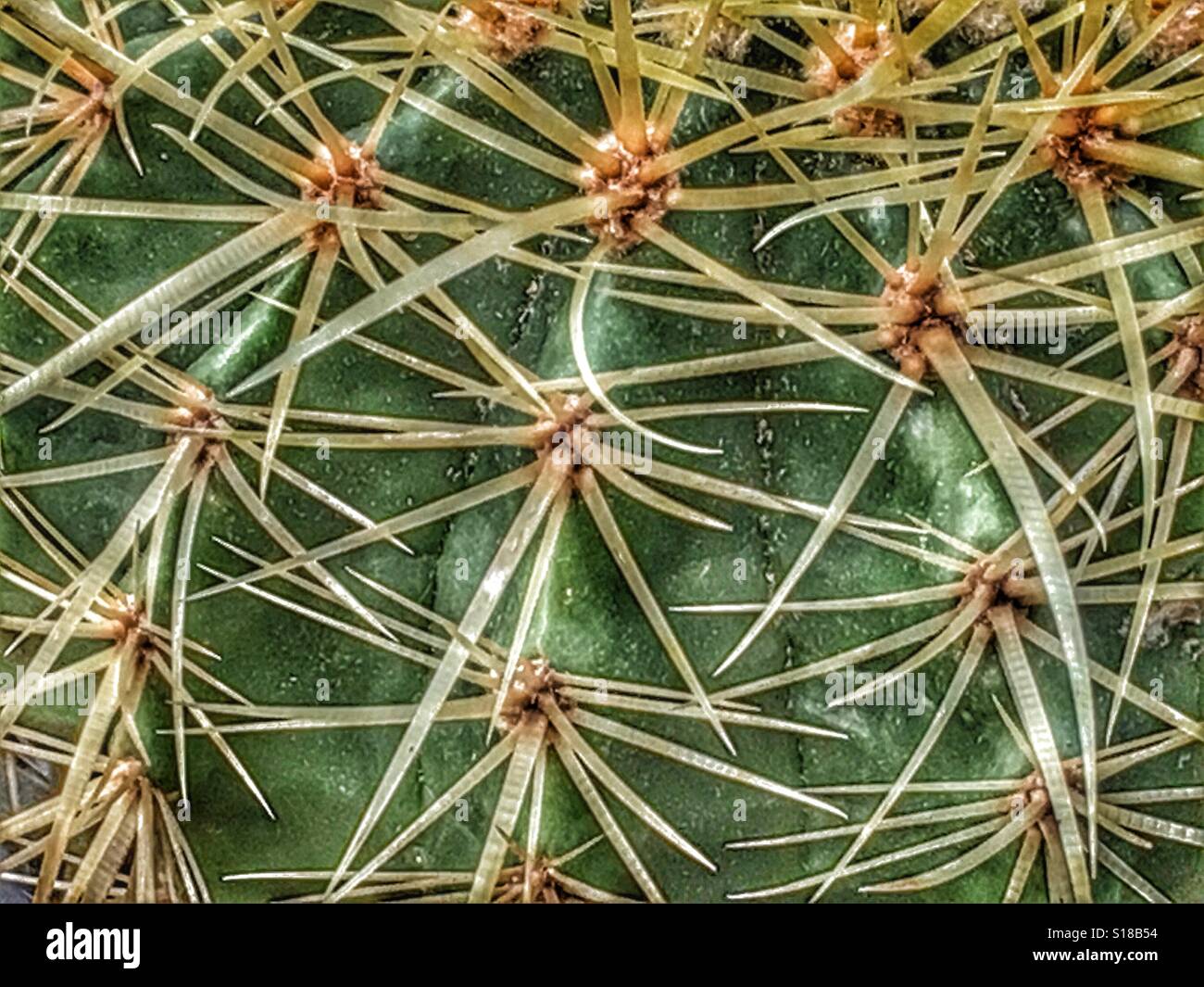 Spikes spike hi-res stock photography and images - Alamy