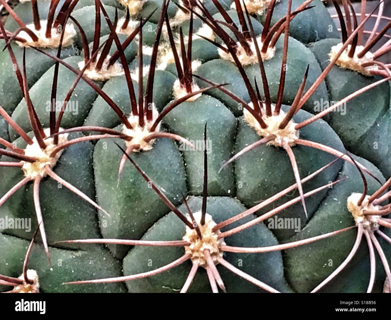 Cactus spines prickle prickles hi-res stock photography and images - Alamy