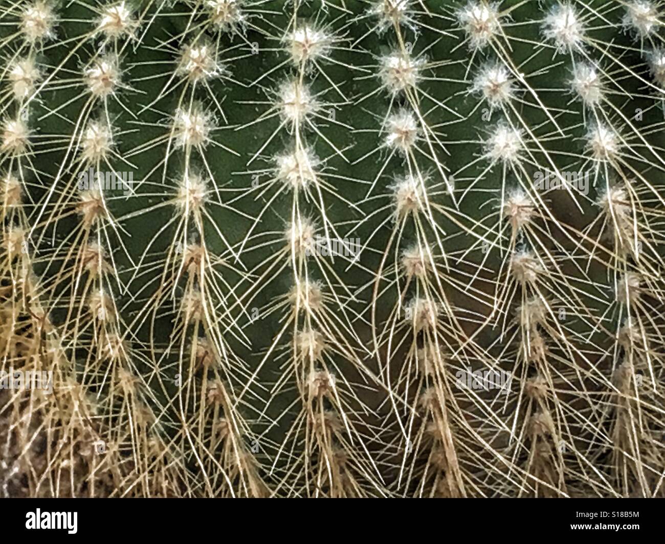 Close up detail spiked hi-res stock photography and images - Alamy