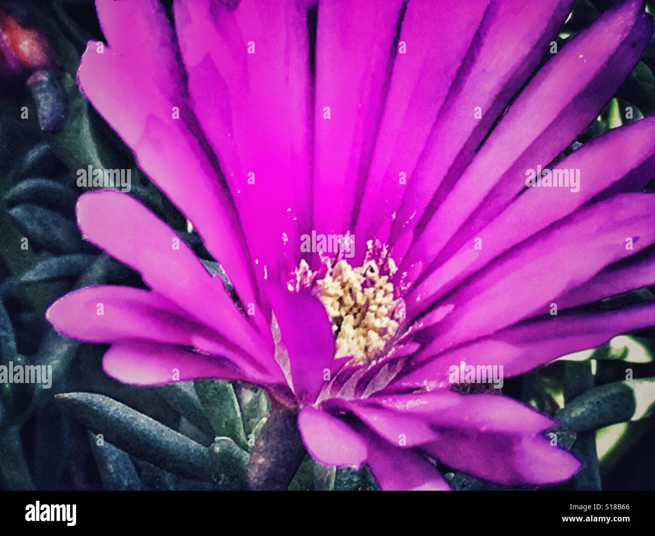 Ice plant, purple flower Stock Photo - Alamy