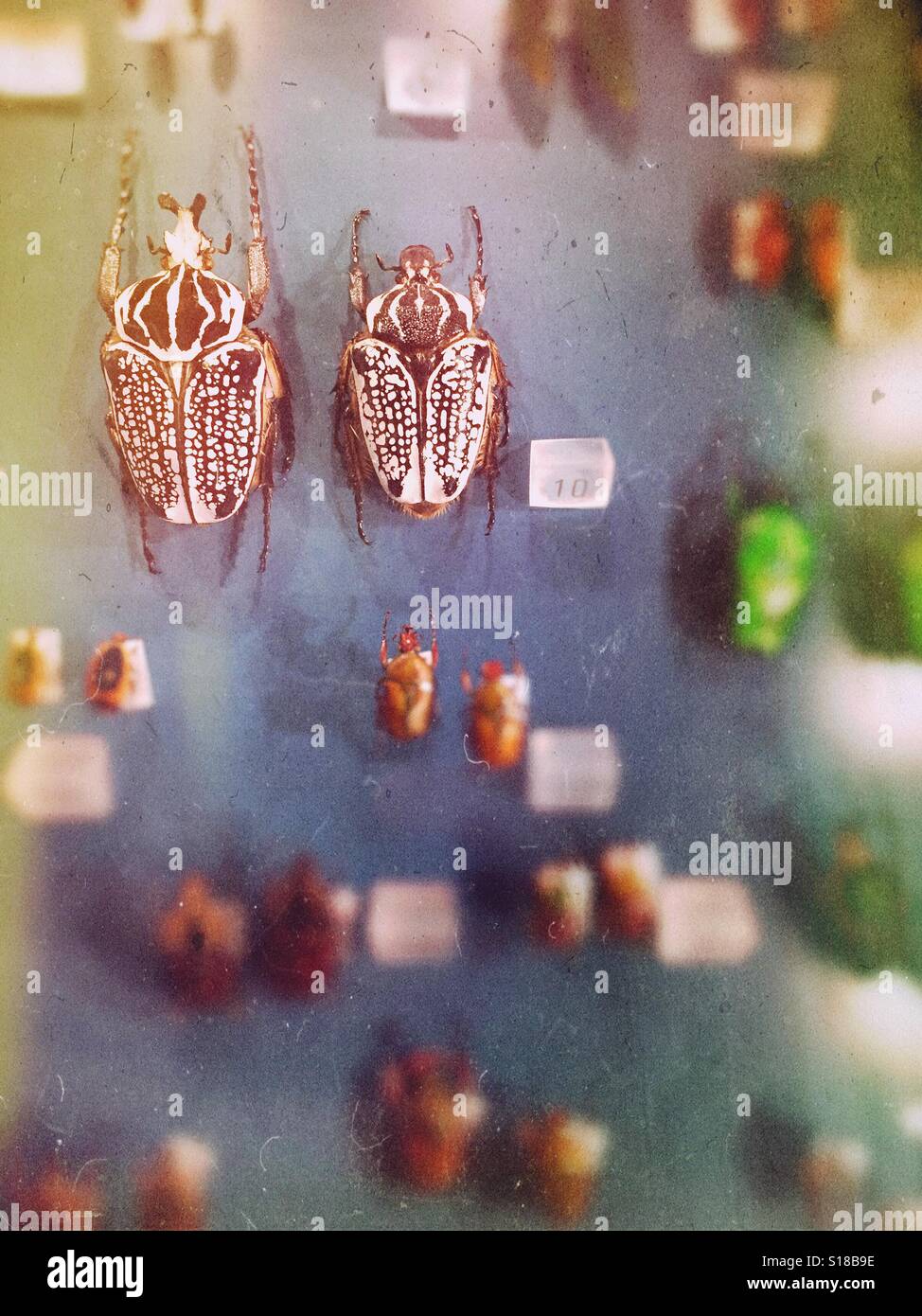 Pinned down beetles Stock Photo - Alamy