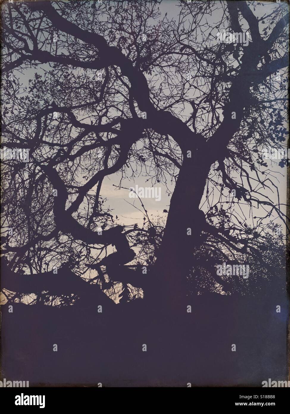 Spooky tree hi-res stock photography and images - Alamy