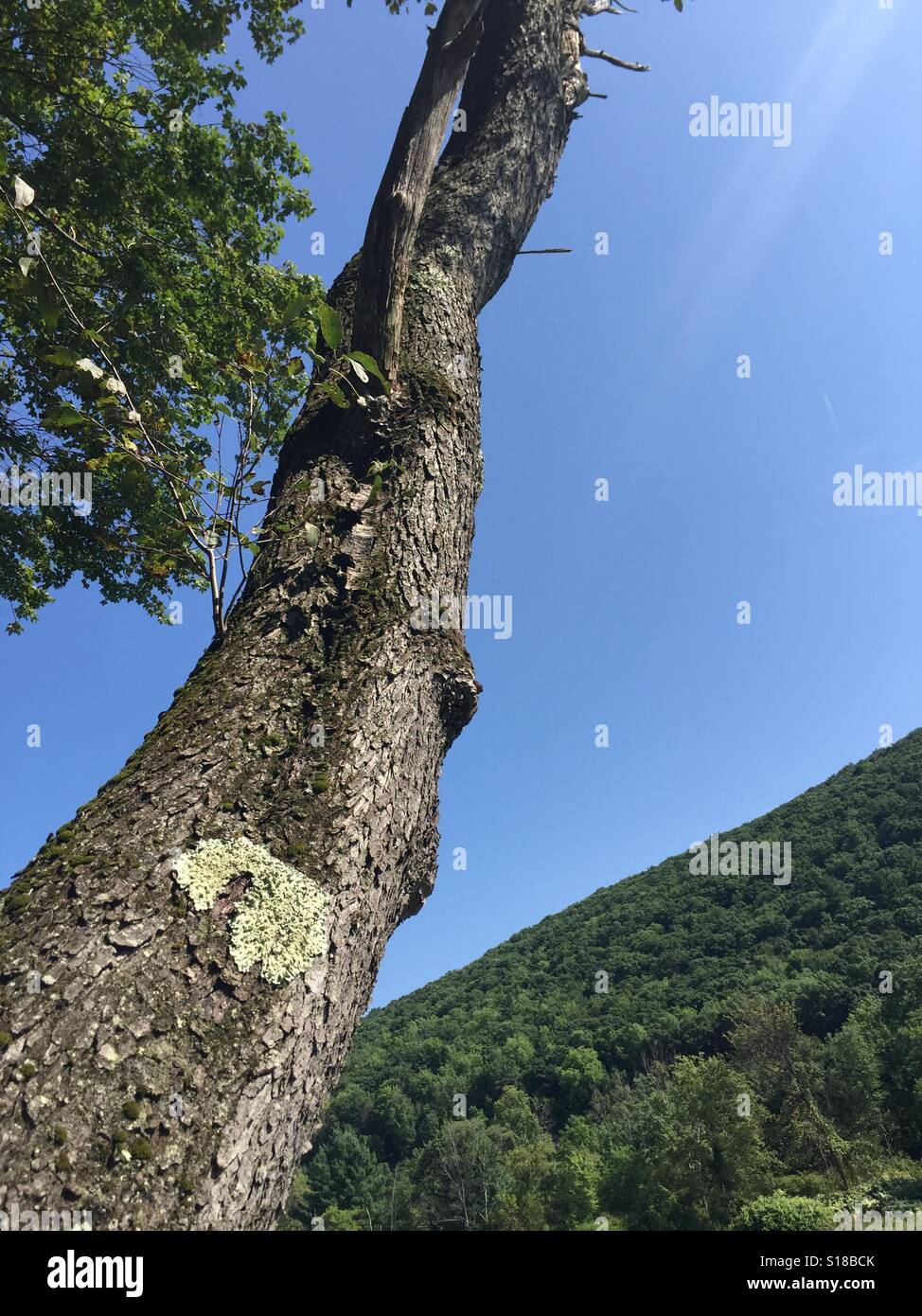 Branching trunk hi-res stock photography and images - Alamy