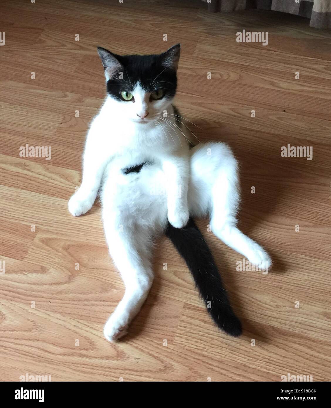 Chillin cat hi-res stock photography and images - Alamy