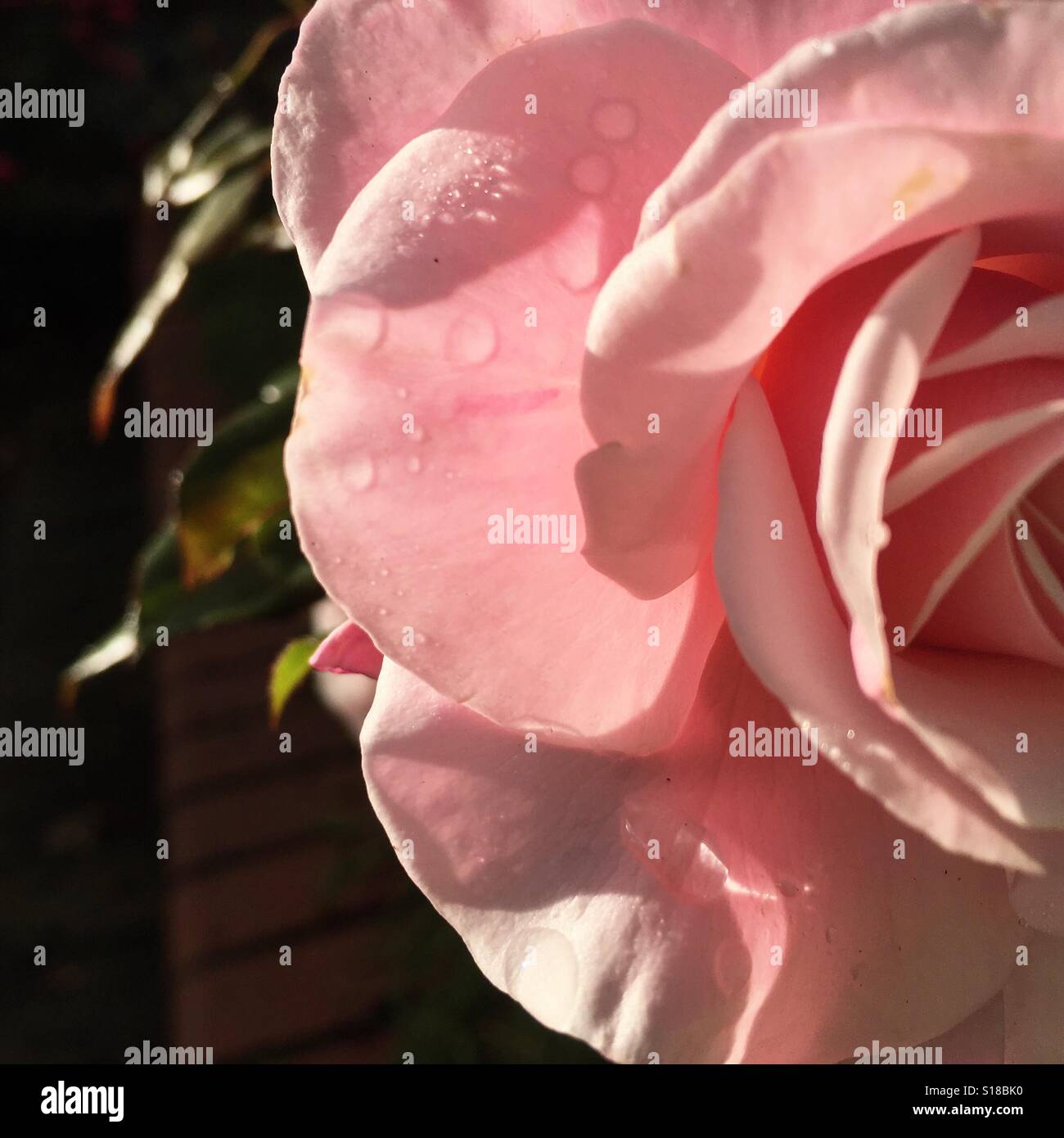 Rose water droplet hi-res stock photography and images - Alamy