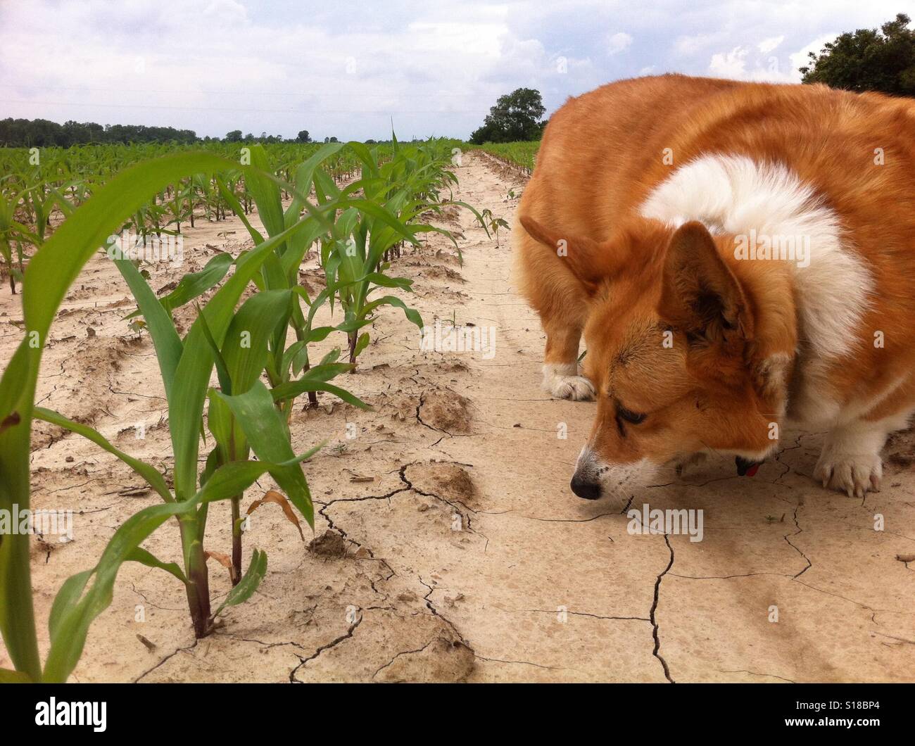 Welsh corgi dog hi-res stock photography and images - Alamy
