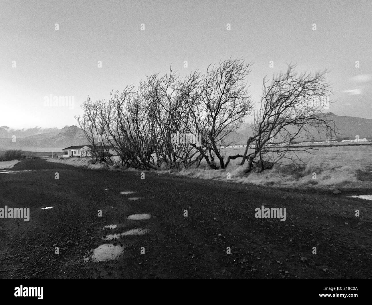 Group of saplings Black and White Stock Photos & Images - Alamy