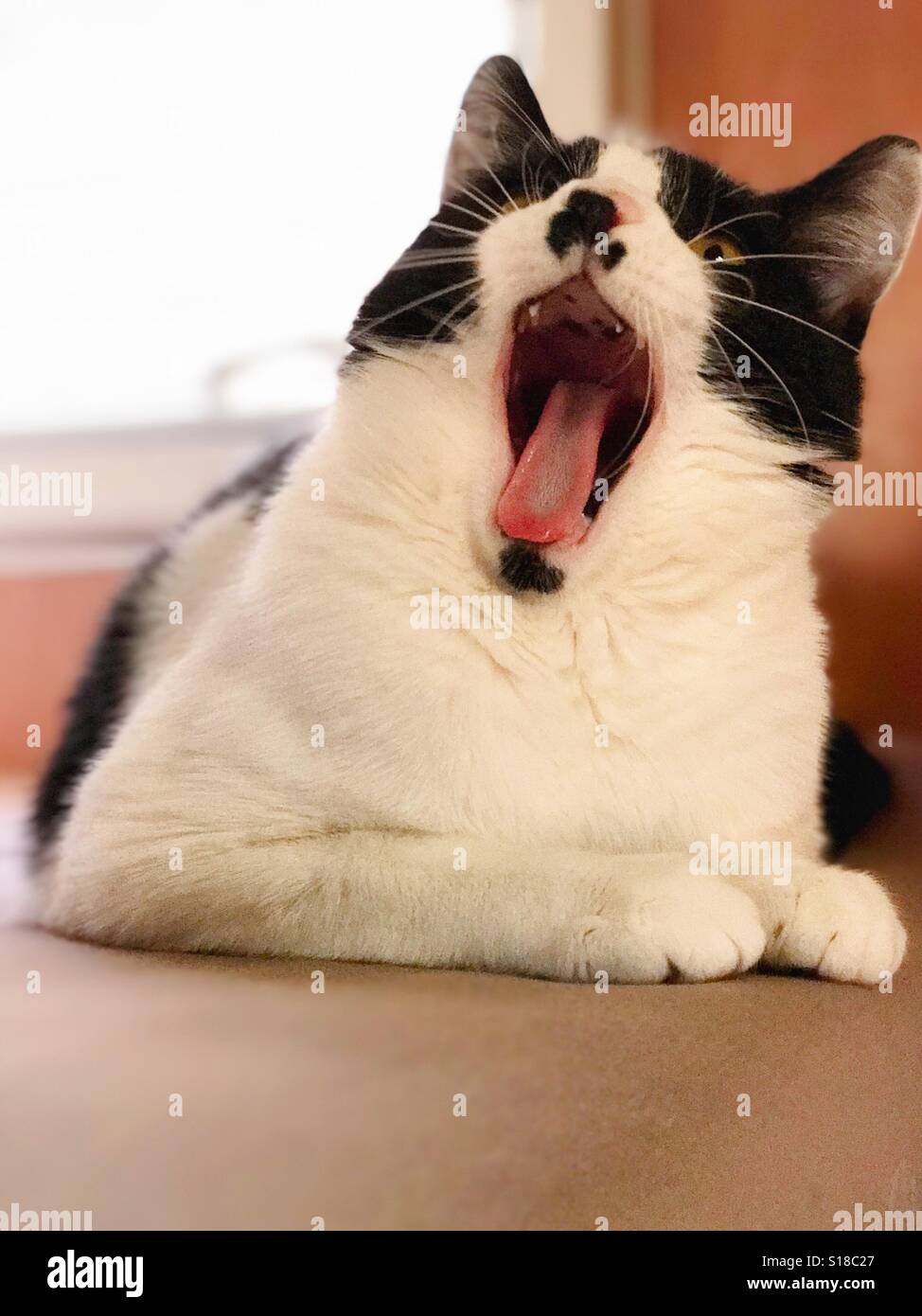 Bored cat hi-res stock photography and images - Alamy