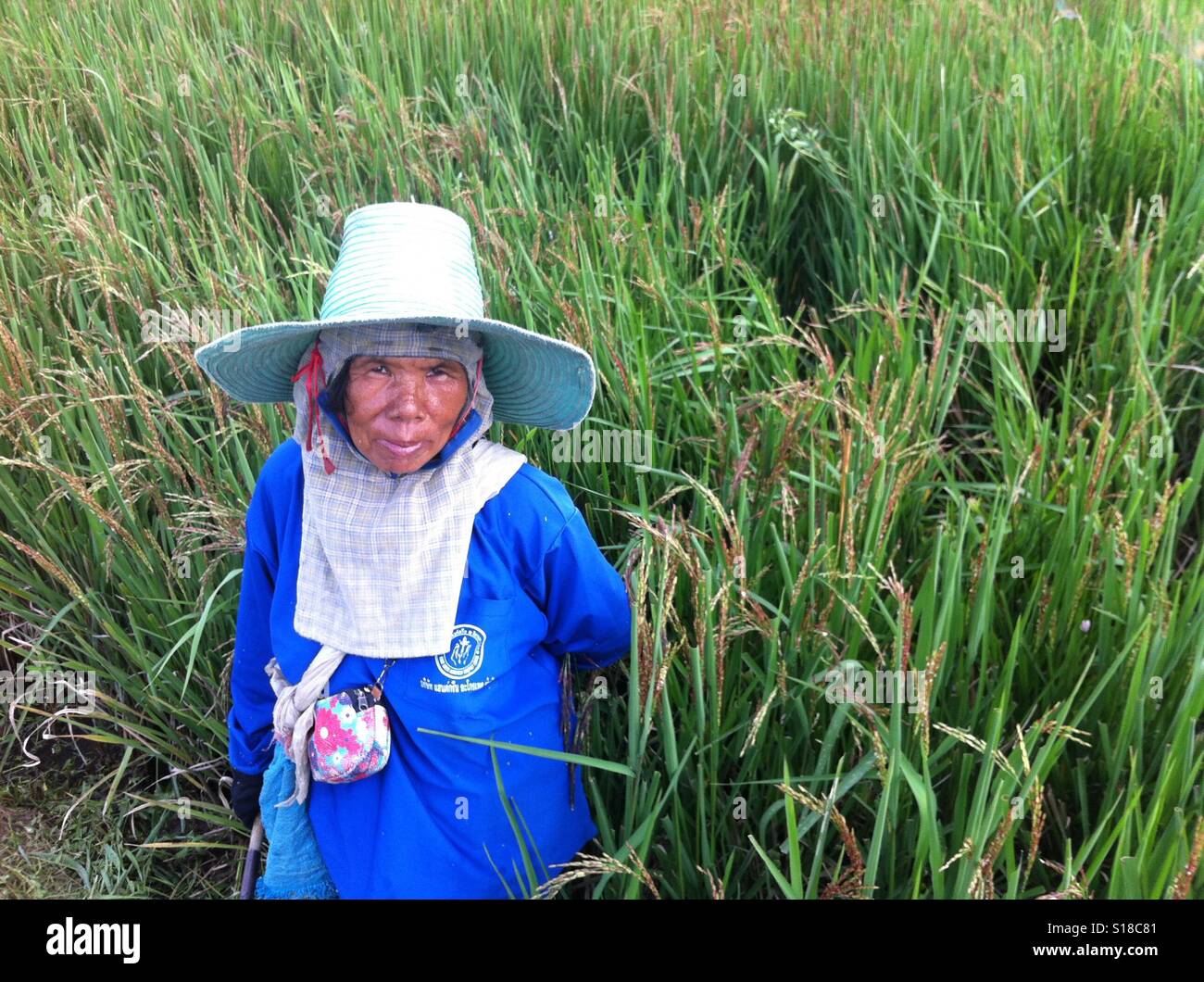 Paddy field worker hi-res stock photography and images - Alamy
