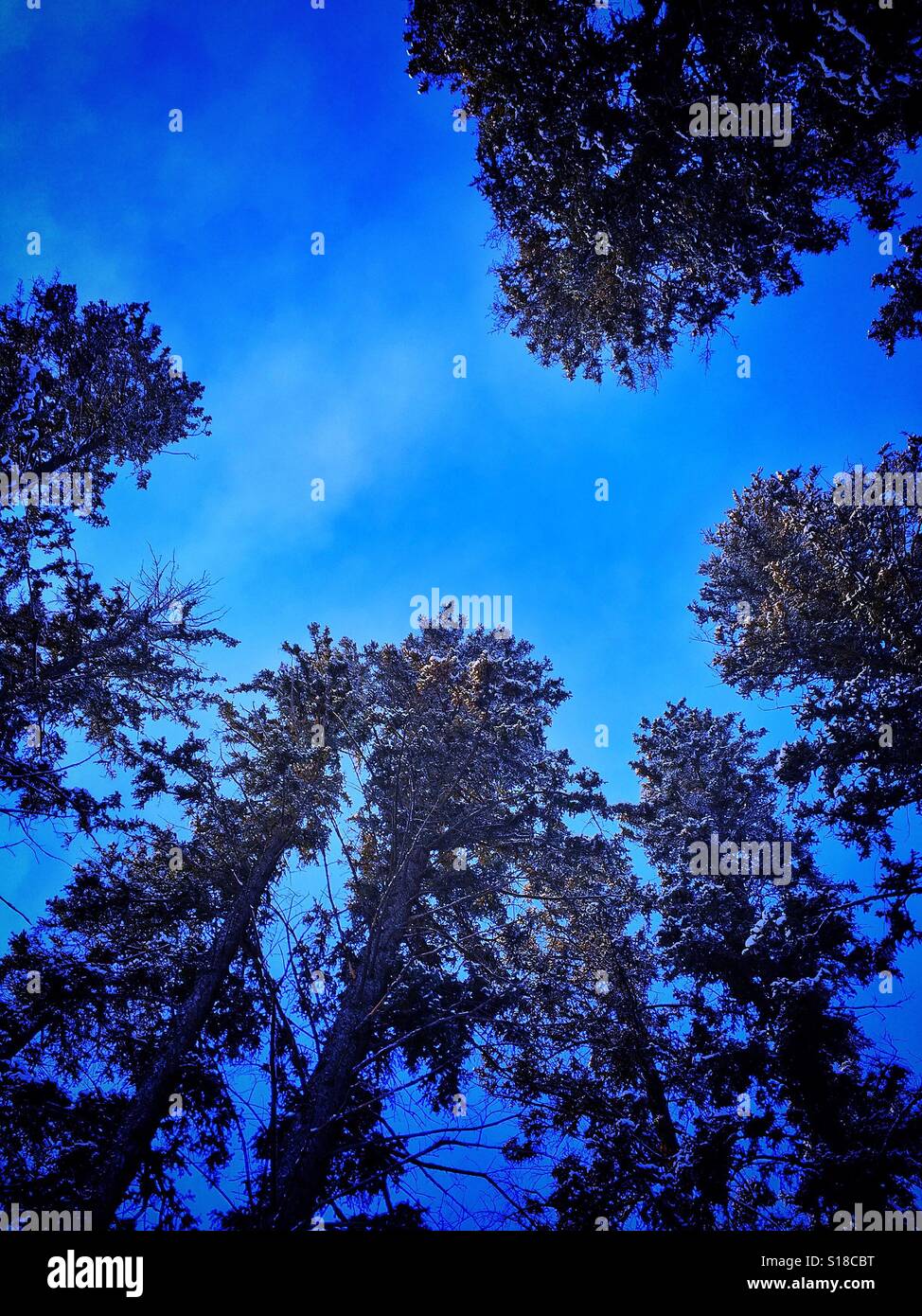 Tall evergreen tree standing hi-res stock photography and images - Alamy