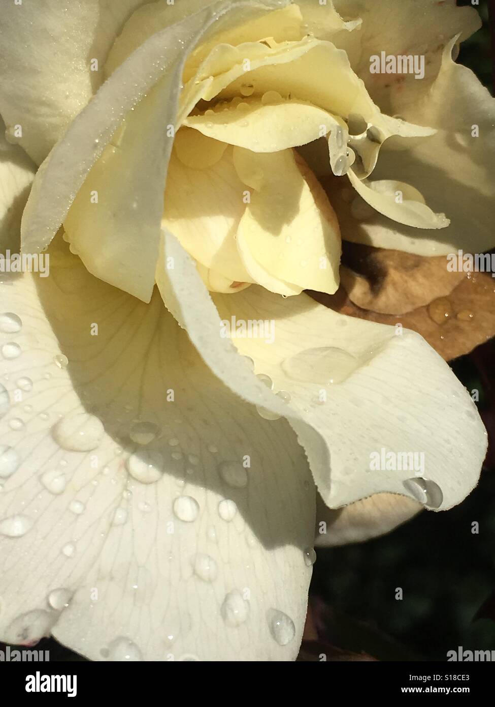 Water on white rose Stock Photo - Alamy