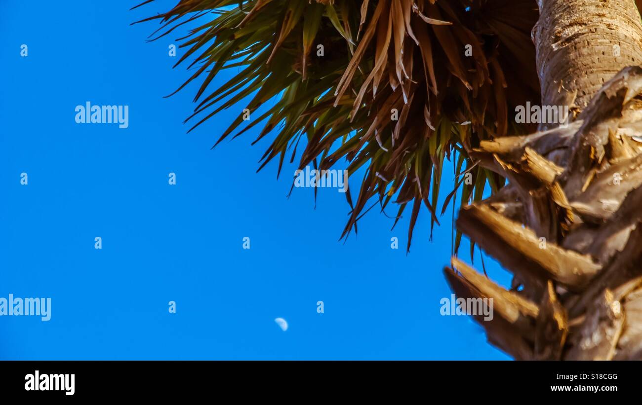 beautiful tree and moon Stock Photo - Alamy