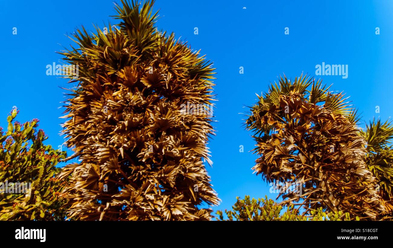 Palm trees with colourful nature Stock Photo - Alamy