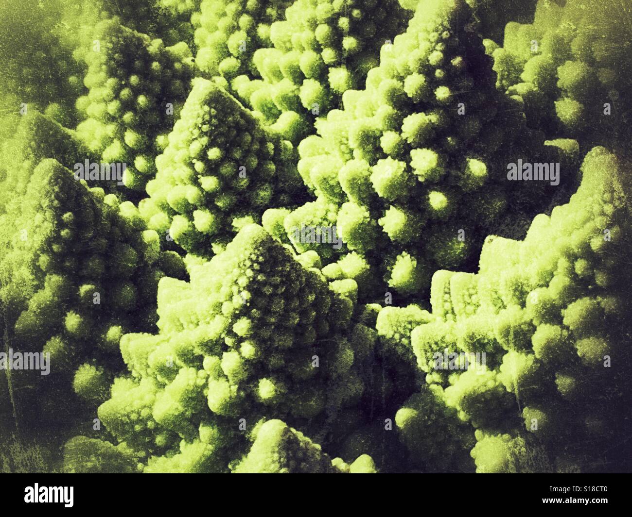 Romanesco broccoli cauliflower Stock Photo - Alamy