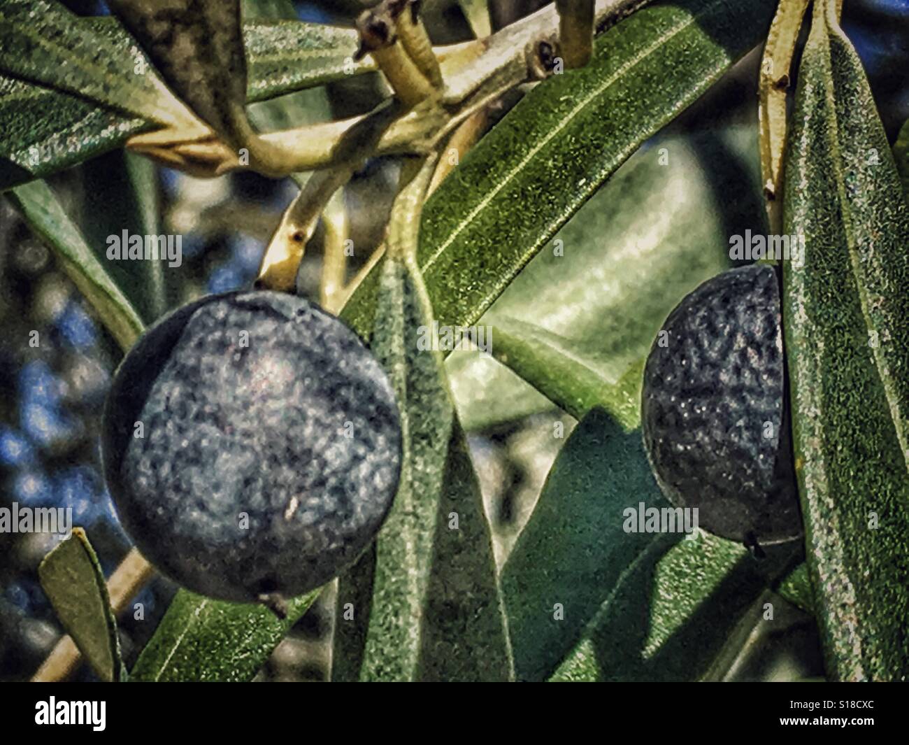 Olive fruit growing on tree smartphone stock photos and images - Alamy