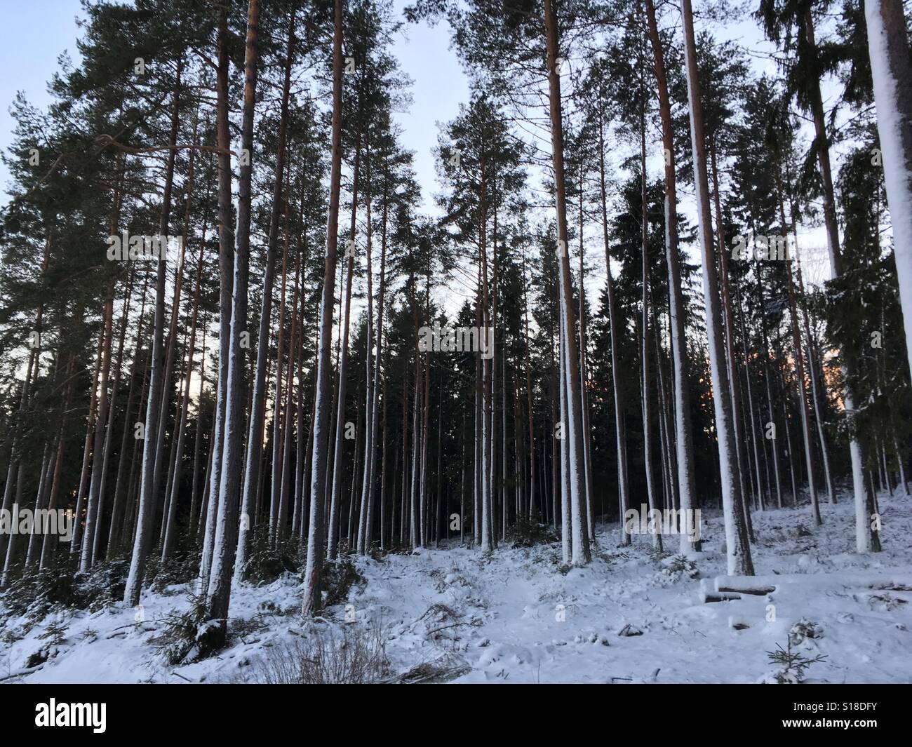 On tree trunks hi-res stock photography and images - Alamy