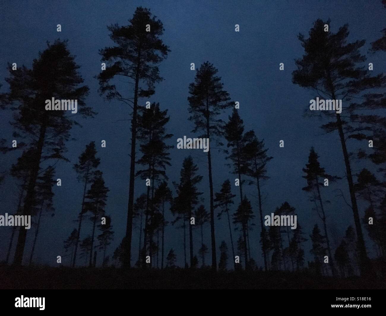 Trees at night Stock Photo - Alamy