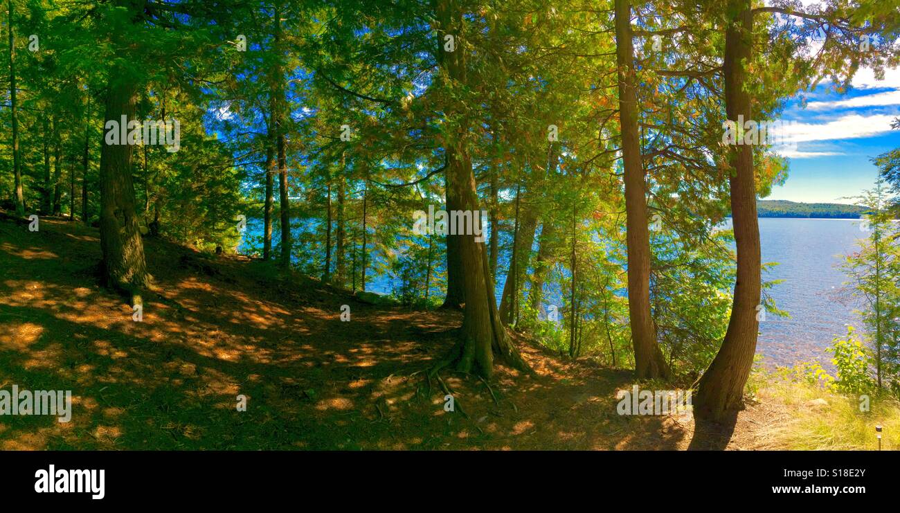 Shady under tree canopy hi-res stock photography and images - Alamy