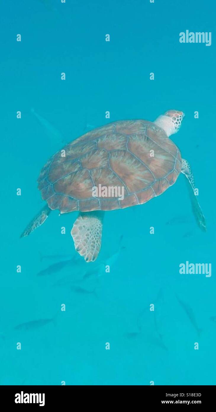 Snorkling turtle bay hi-res stock photography and images - Alamy