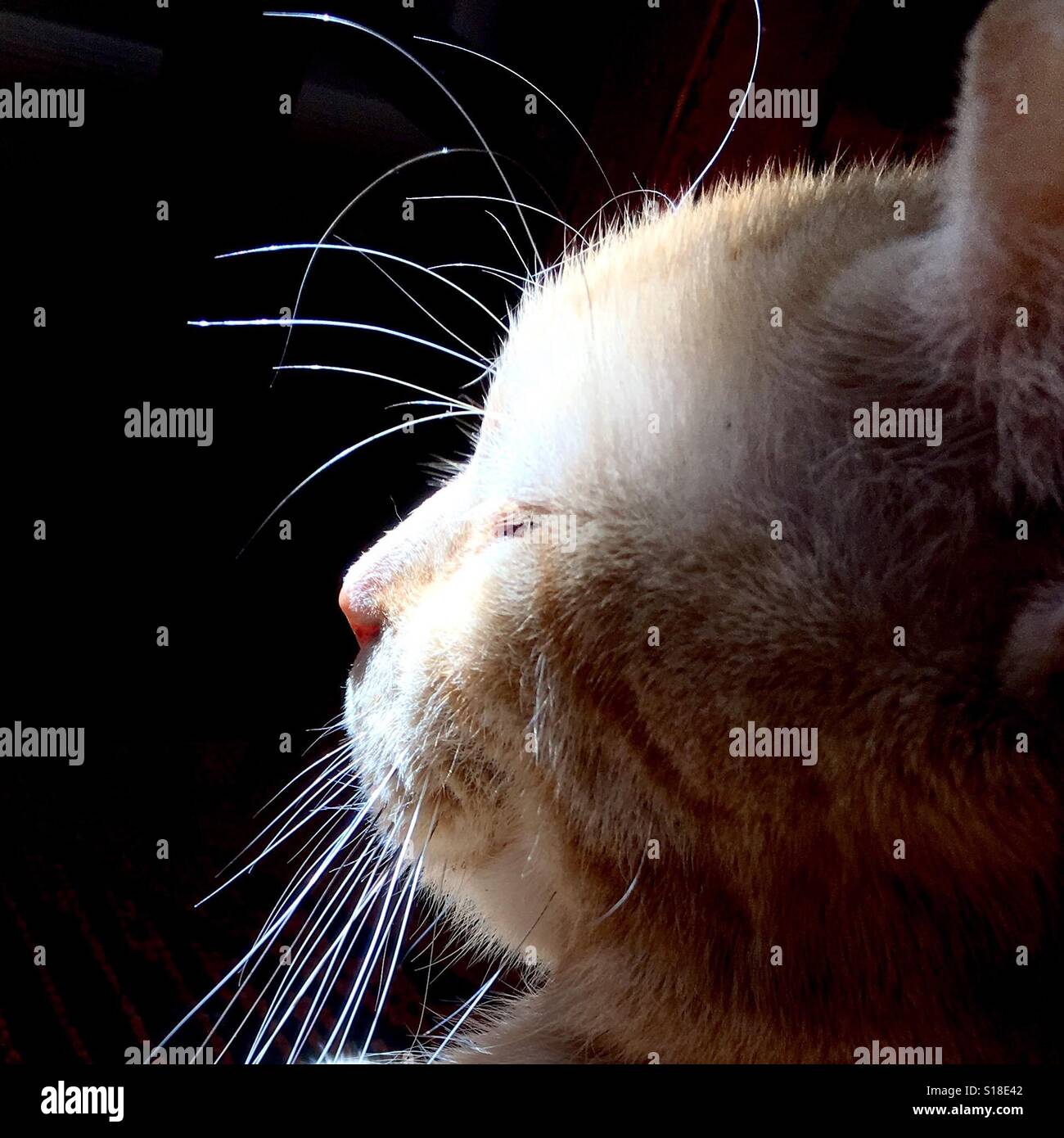 Buddha cat hi-res stock photography and images - Alamy