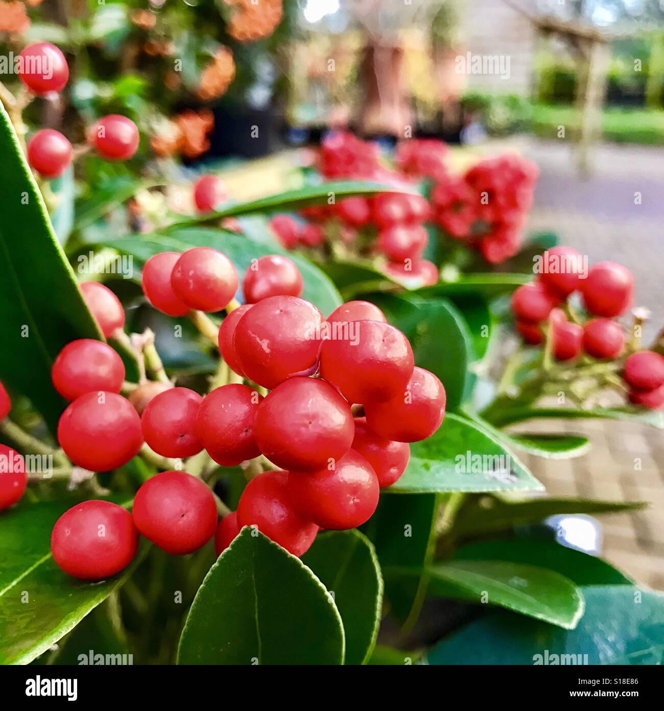 Winter berries hi-res stock photography and images - Alamy