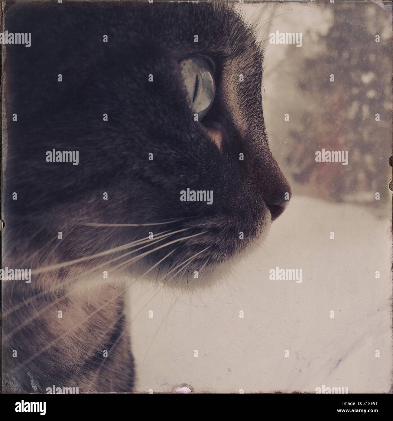 Watching the snow Stock Photo - Alamy